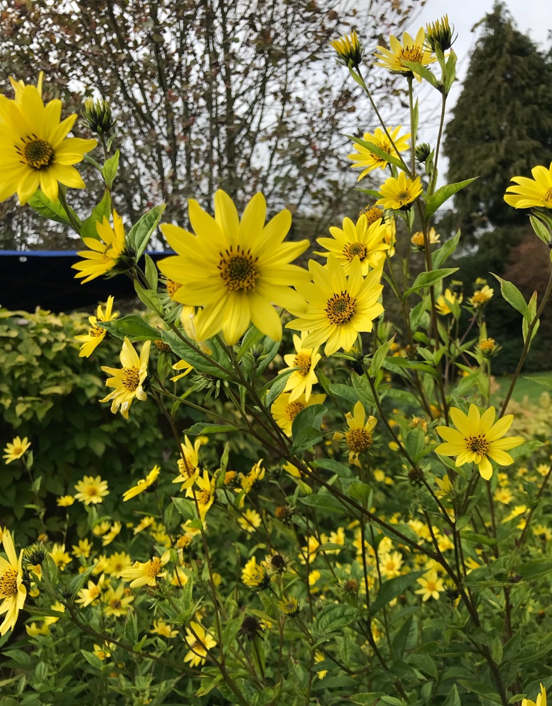 Helianthus laetiflorus 'Lemon Queen' (Helianthus laetiflorus 'Lemon ...