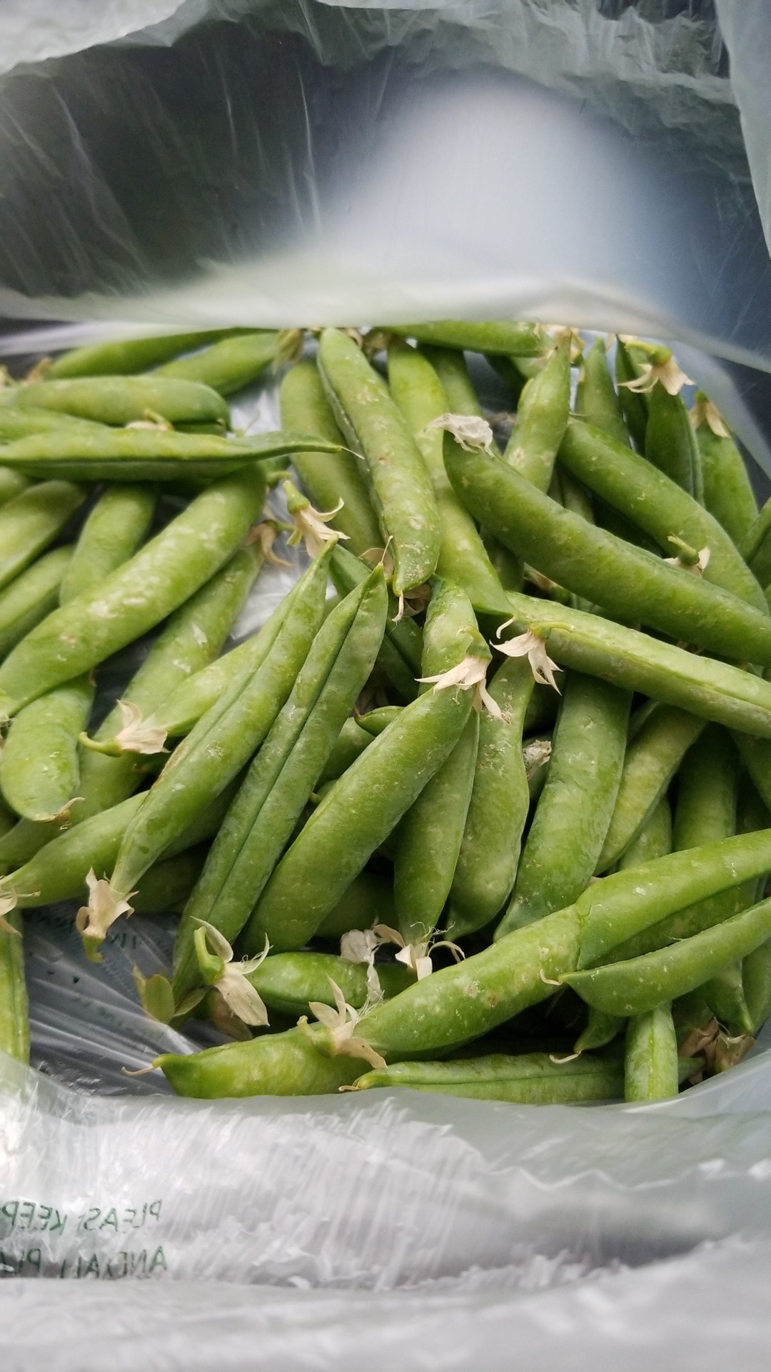 Pisum sativum 'Hurst Green Shaft' - PictureThis