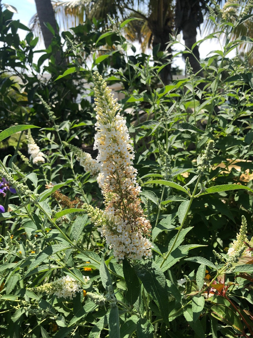 Buddleja (Buddleja) - PictureThis
