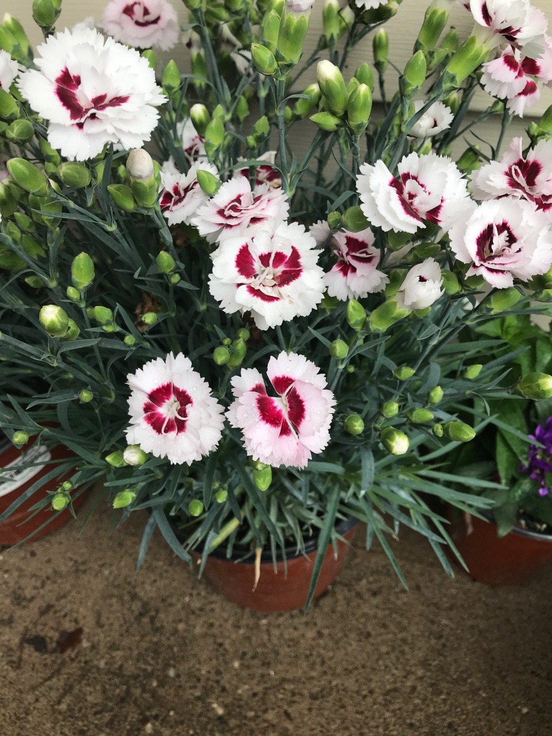 Dianthus 'Coconut Surprise' (Dianthus 'Coconut Surprise') - PictureThis