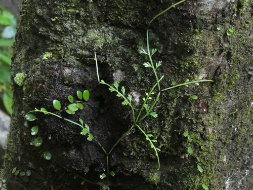 Asplenium prolongatum - PictureThis