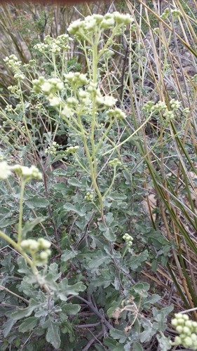 Parthenium incanum - PictureThis