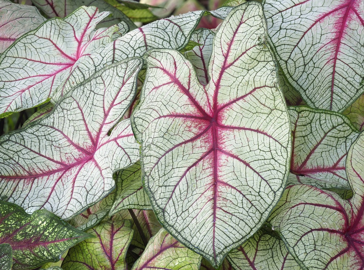 Caladium 'White Queen' - PictureThis