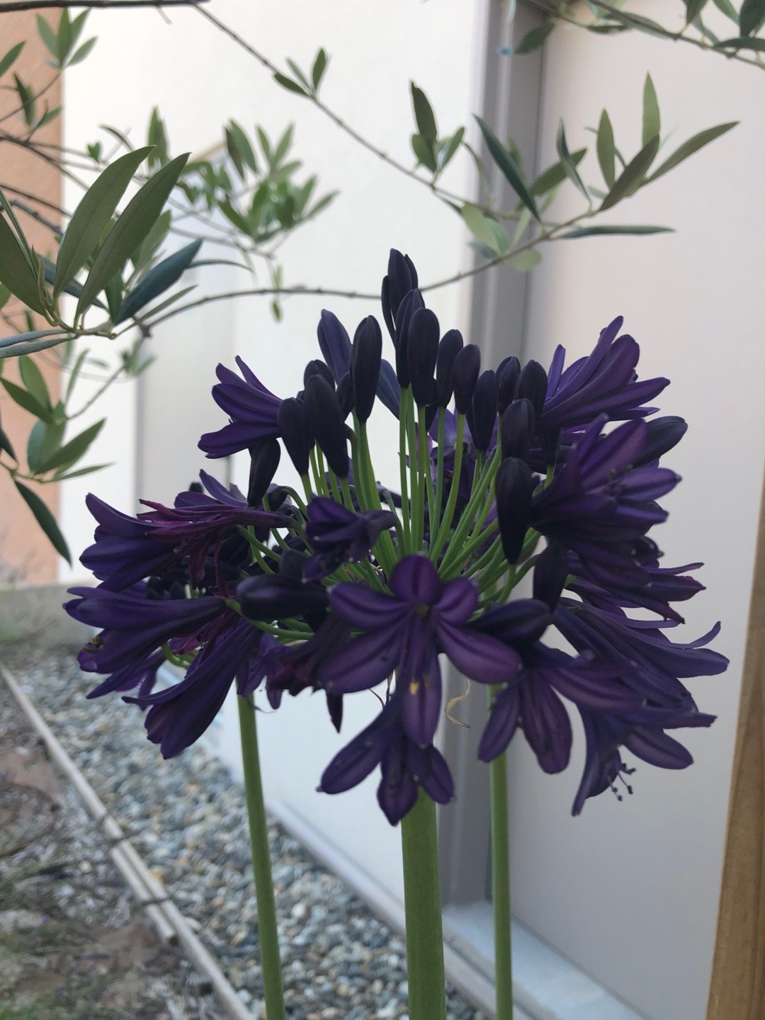 Lily of the Nile (Agapanthus) - PictureThis