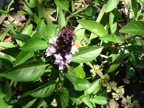 Albaca (Ocimum carnosum) - PictureThis