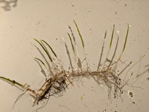 Myriophyllum tenellum - PictureThis