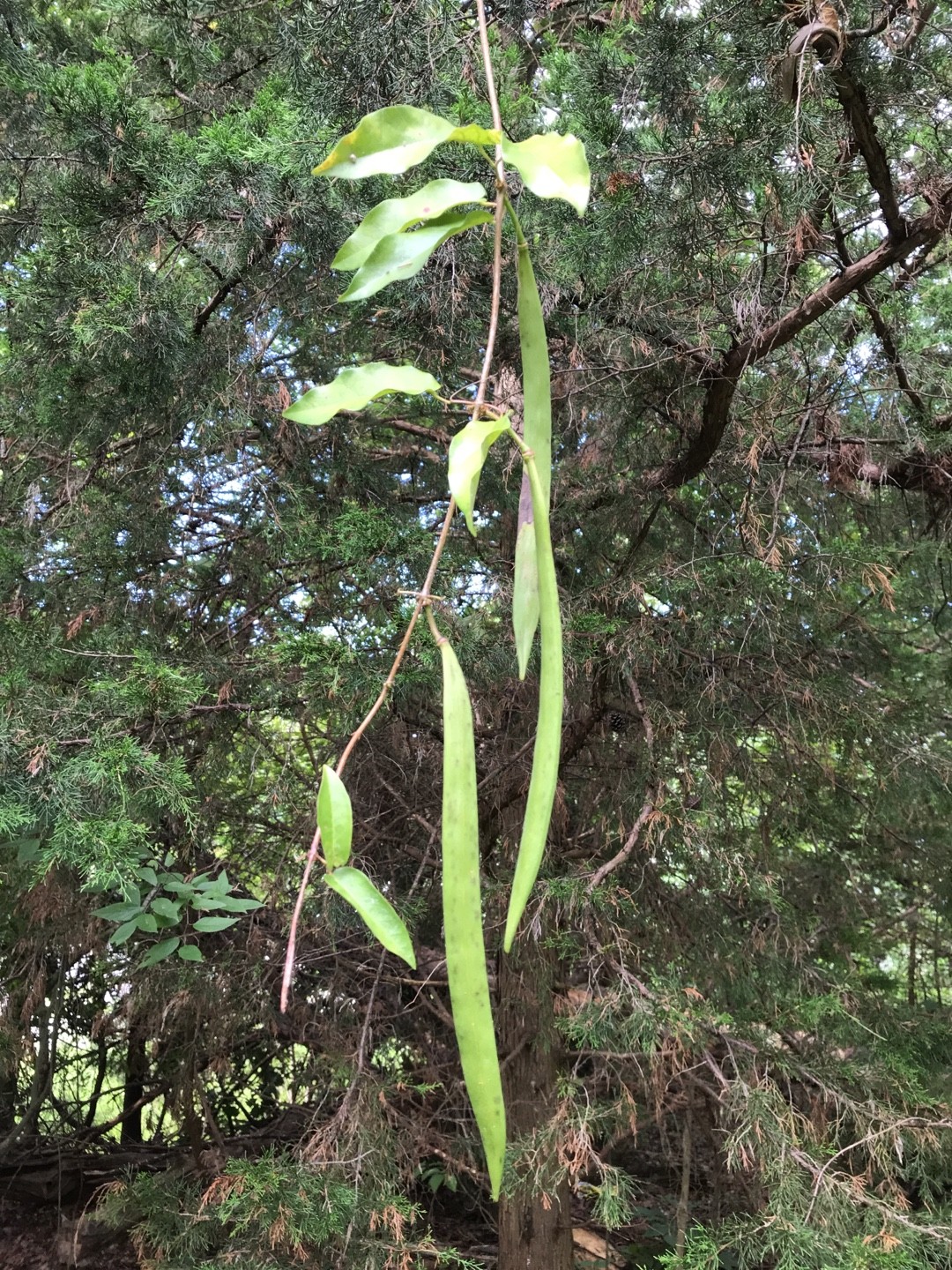 Tylophora silvestris - PictureThis