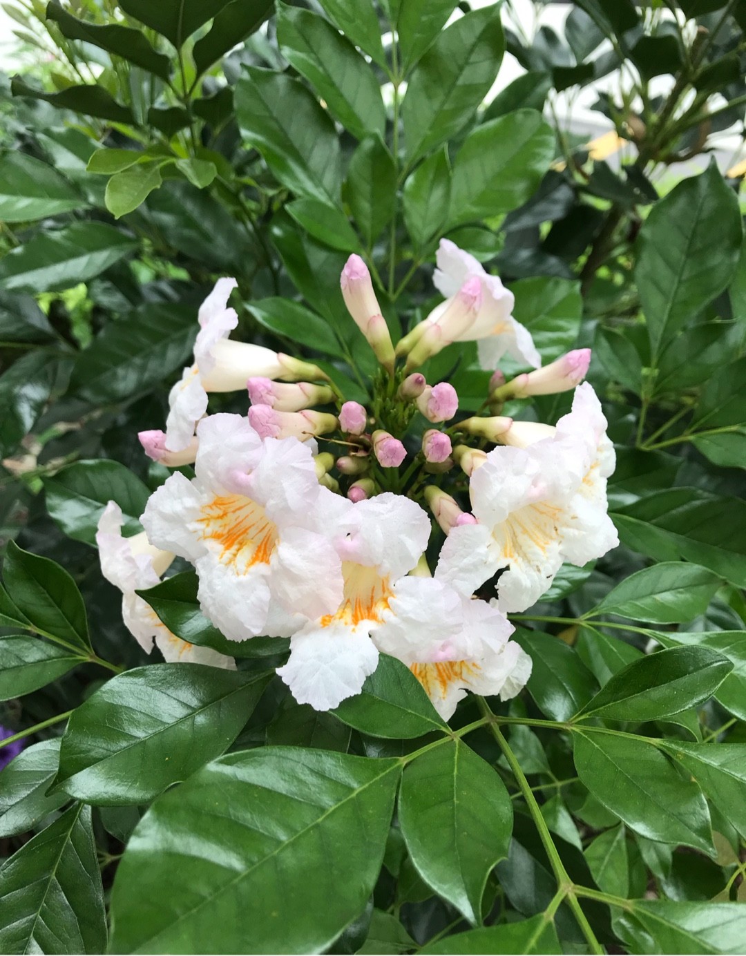 Radermachera Flower, Leaf, Uses - PictureThis