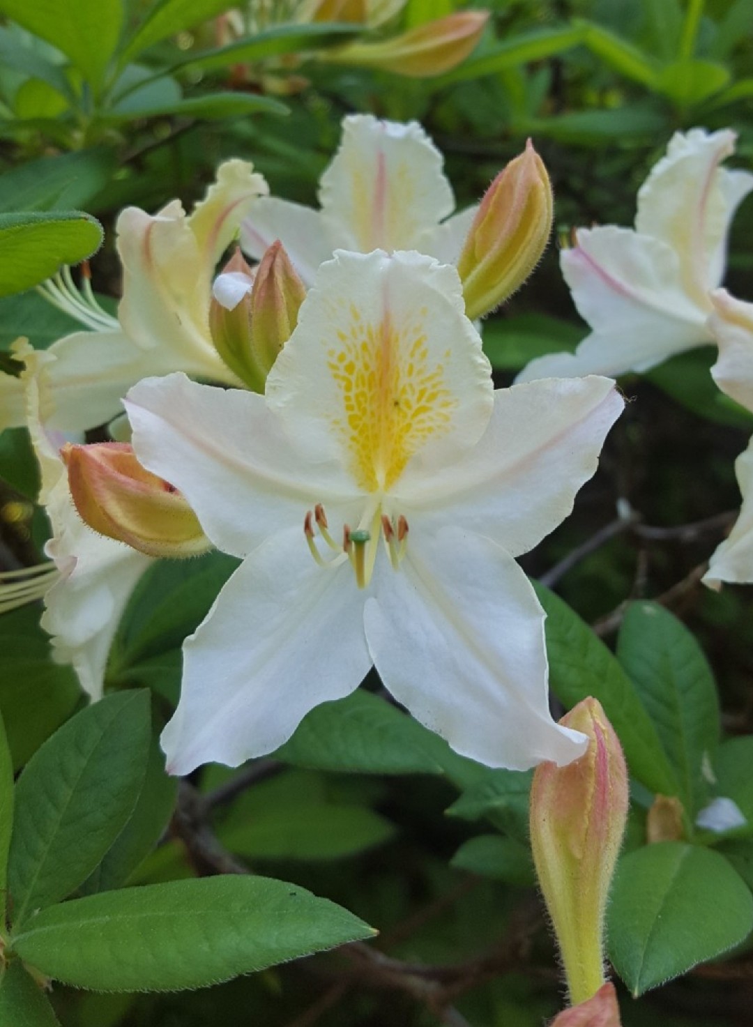 Rhododendron (Rhododendron) - PictureThis