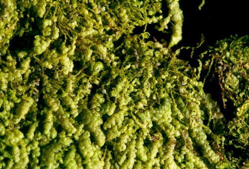 Lejeunea - PictureThis