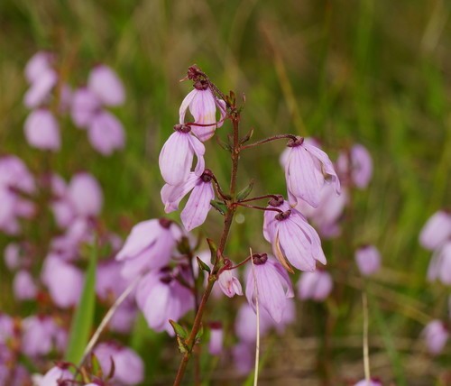 Pink-bells (Tetratheca ciliata) Flower, Leaf, Uses - PictureThis