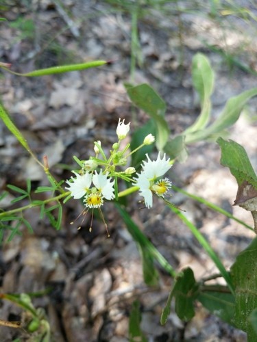 Polanisia erosa - PictureThis