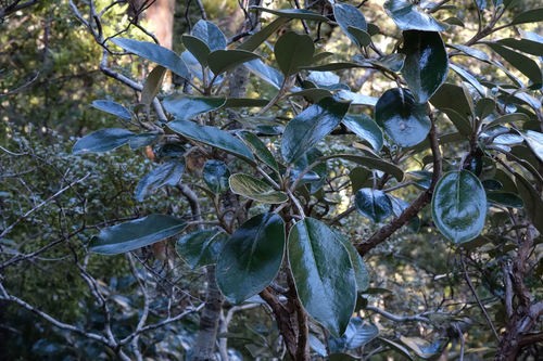 Brachyglottis - PictureThis