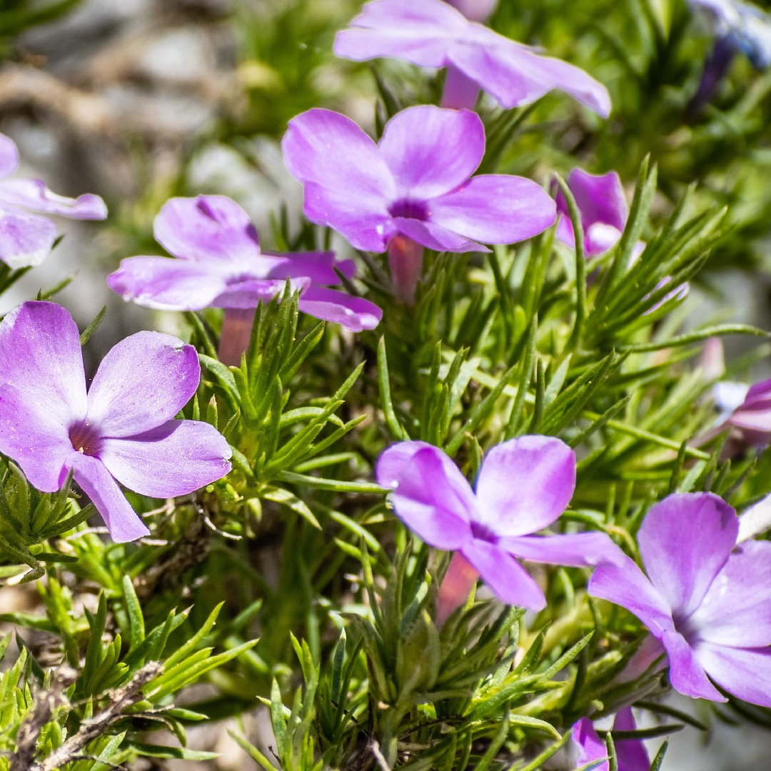Phlox diffusa 花言葉，学名，よくある質問 - PictureThis