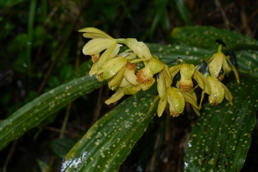 Phaius flavus - PictureThis