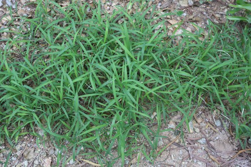 Digitaria radicosa - PictureThis