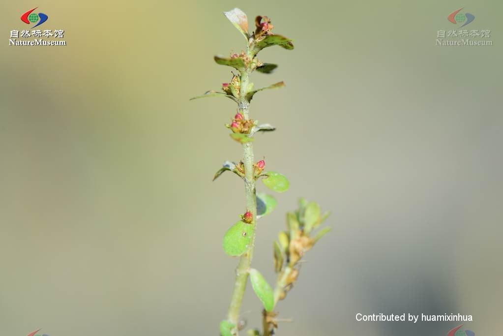 Rotala indica 花言葉，学名，よくある質問 - PictureThis