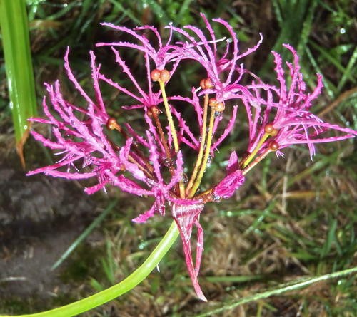 Nerine undulata (Nerine undulata) - PictureThis