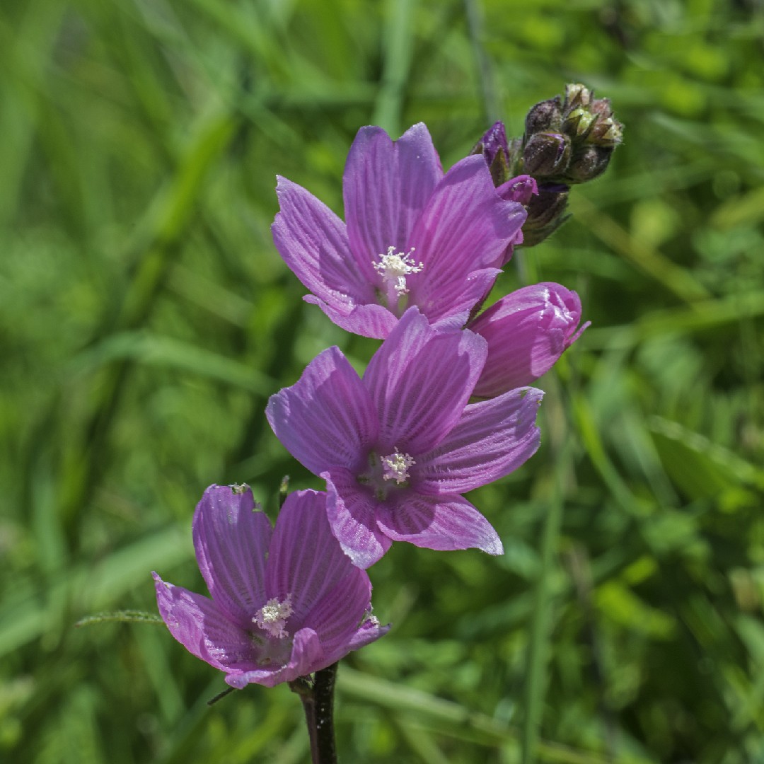 Sidalcea malviflora - PictureThis