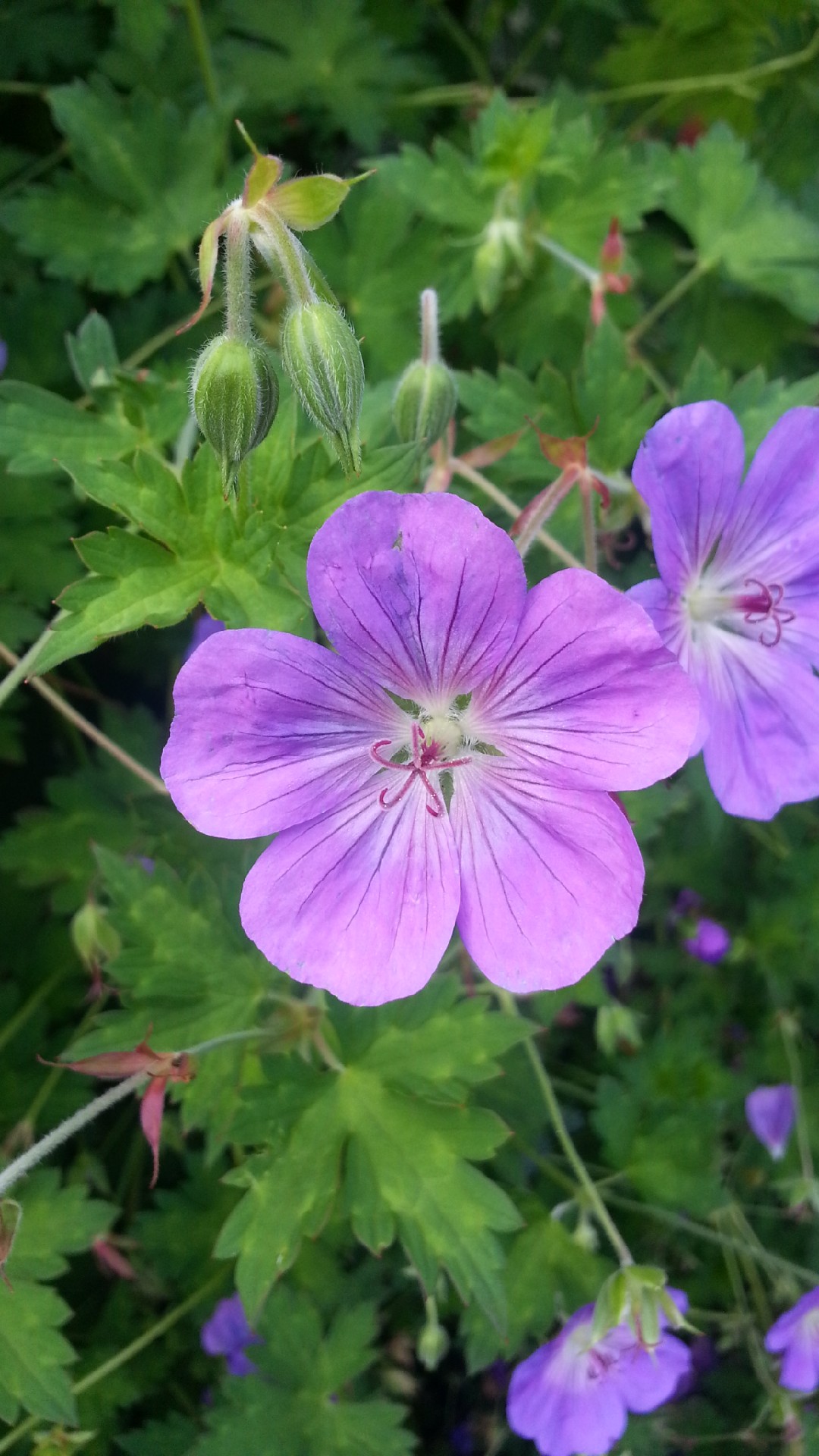 Wald-storchschnabel (Geranium sylvaticum) - PictureThis