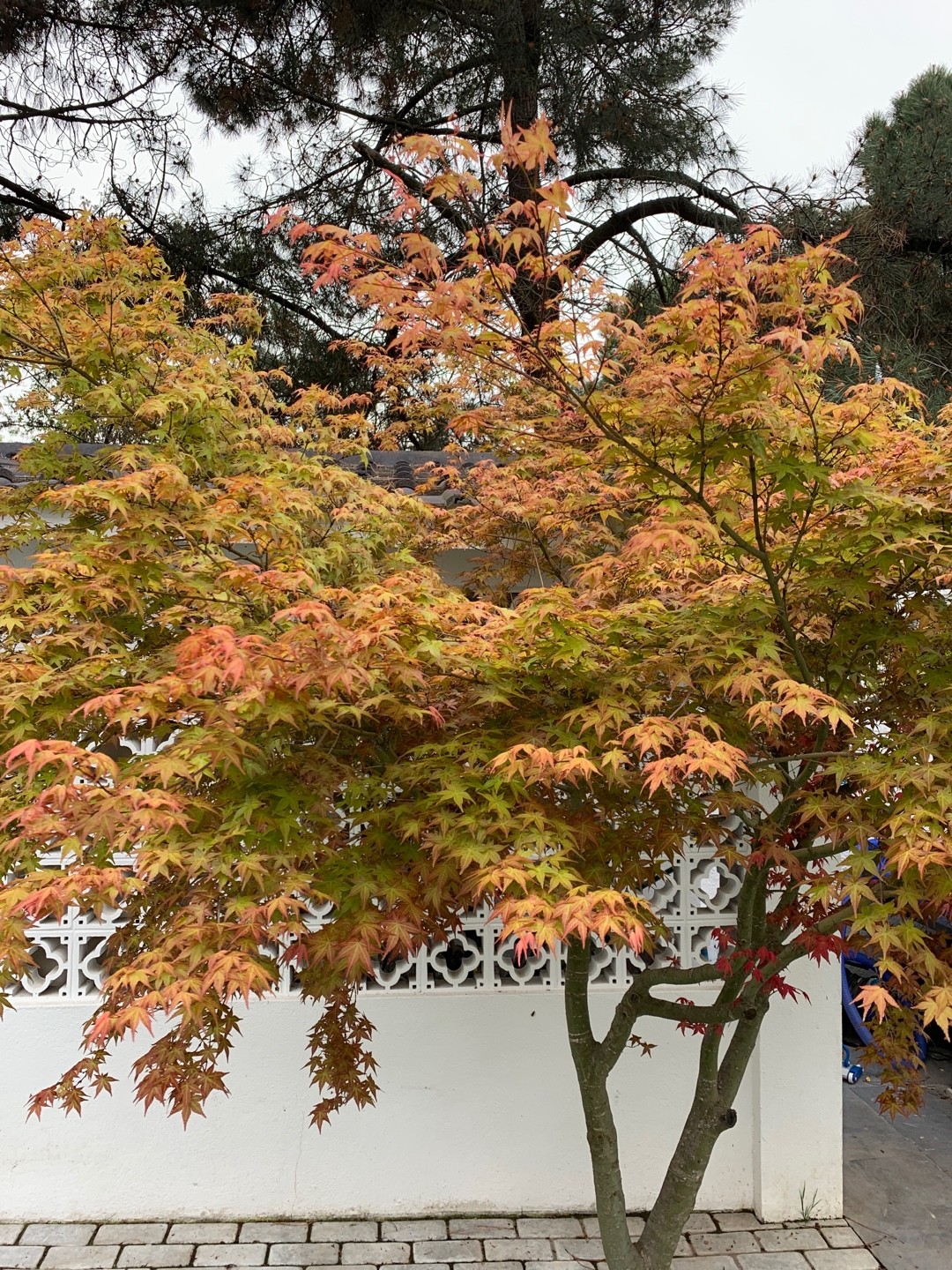 Acer palmatum 'Katsura' Care (Watering, Fertilize, Pruning, Propagation ...