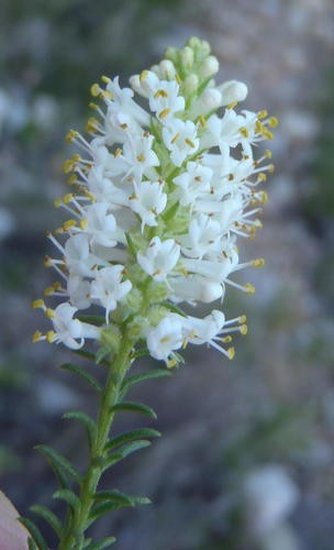 Selago eckloniana - PictureThis