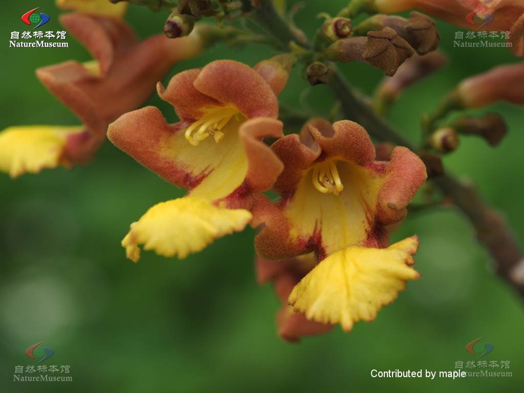 Gmelina arborea - PictureThis