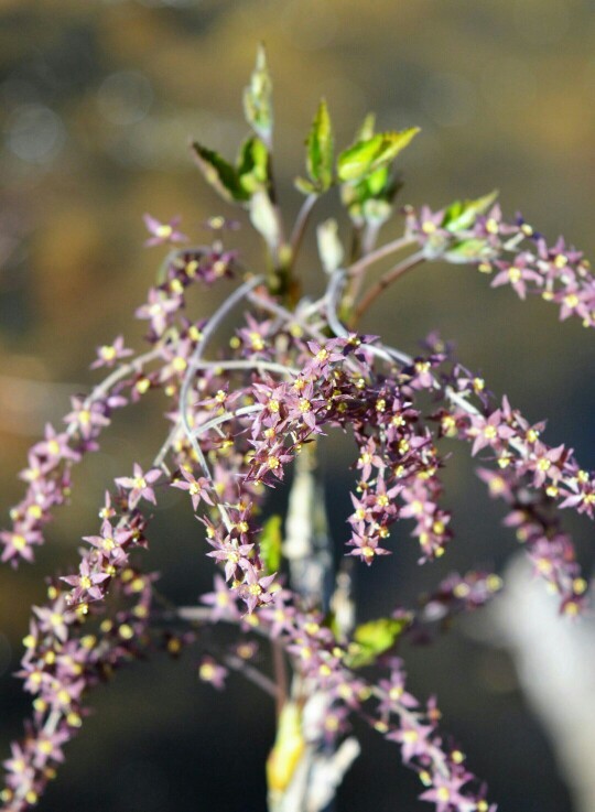 Xanthorhiza simplicissima - PictureThis