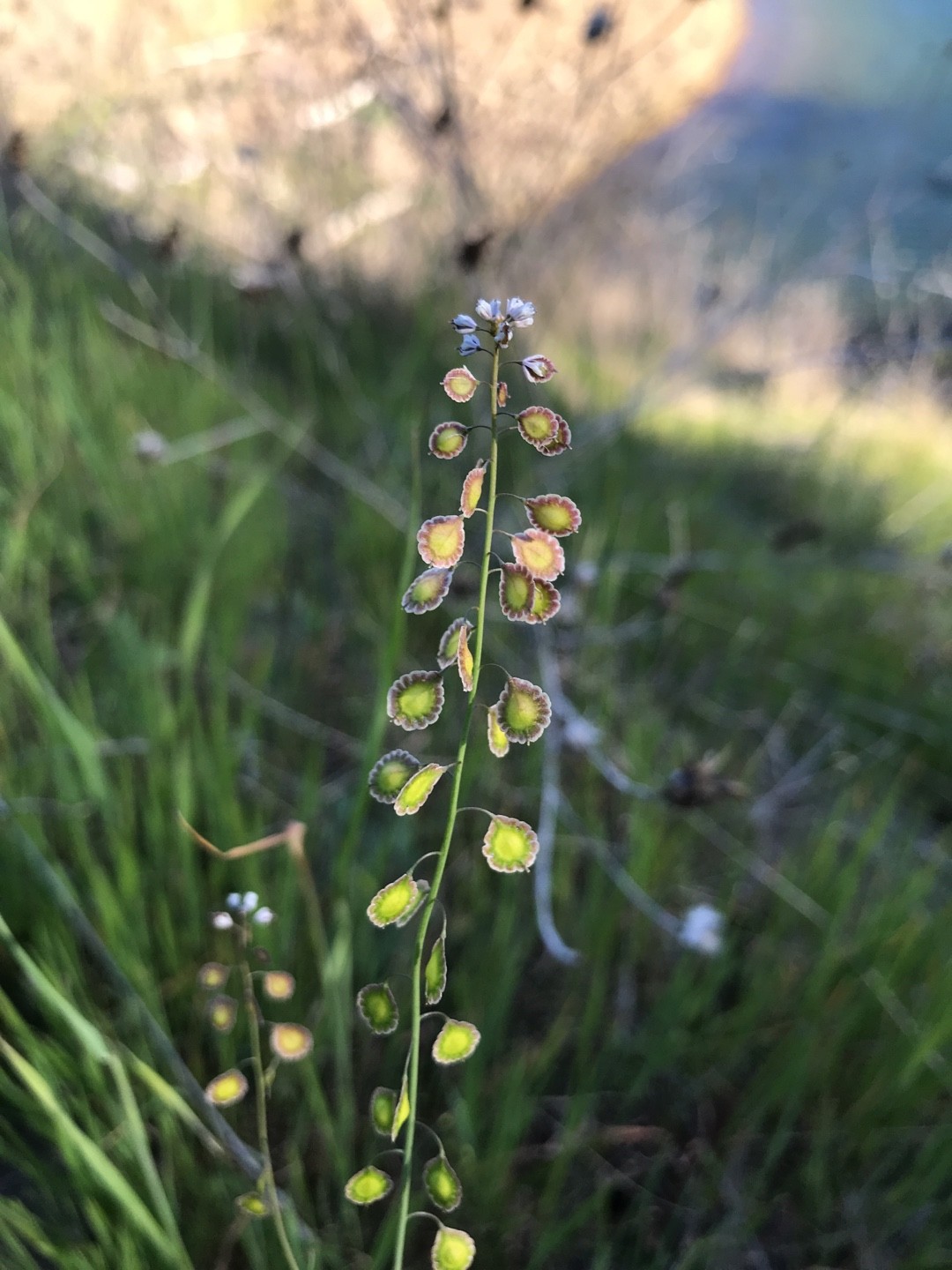 Sand fringepod (Thysanocarpus curvipes) Flower, Leaf, Care, Uses ...