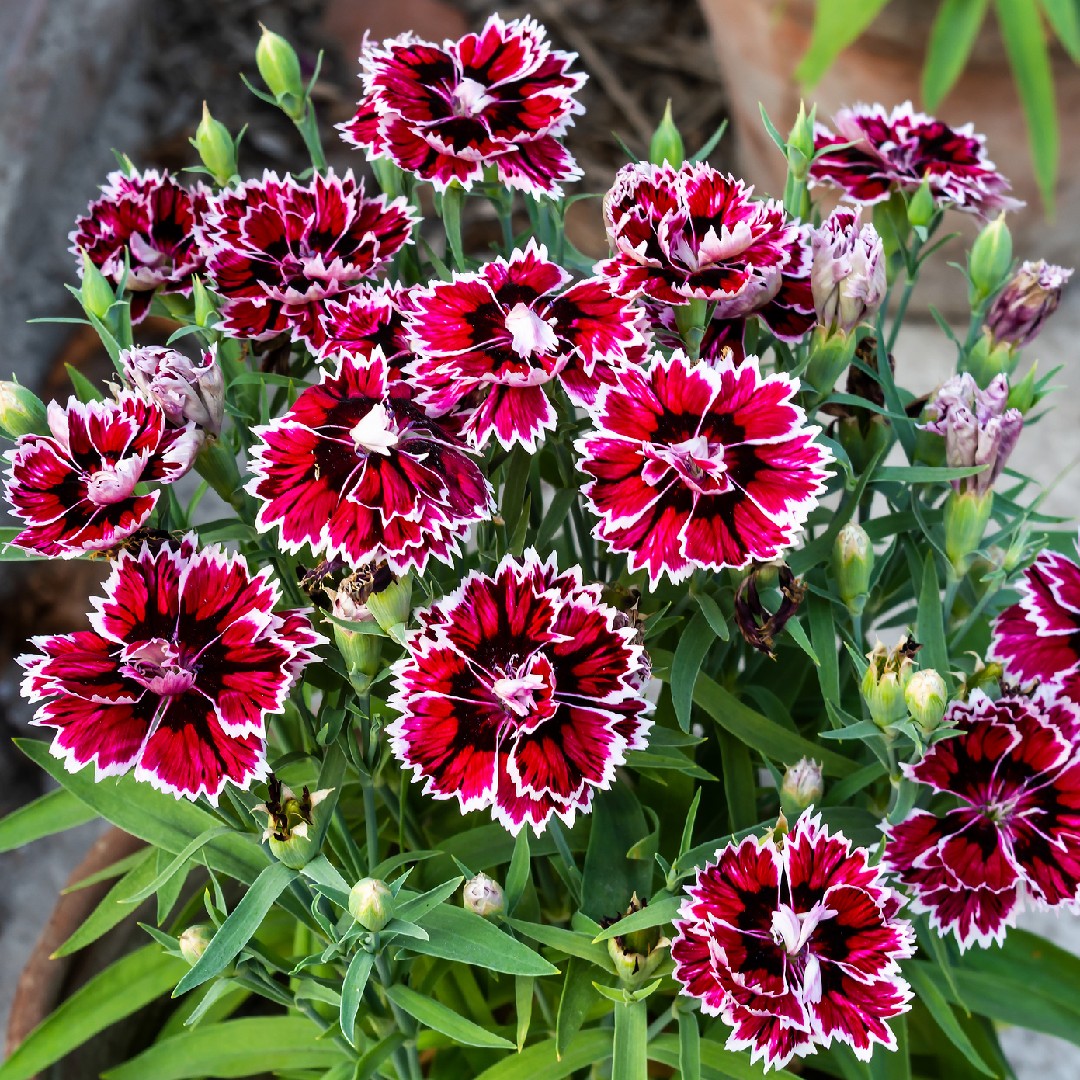 Goździk chiński (Dianthus chinensis) Przewodnik po pielęgnacji ...