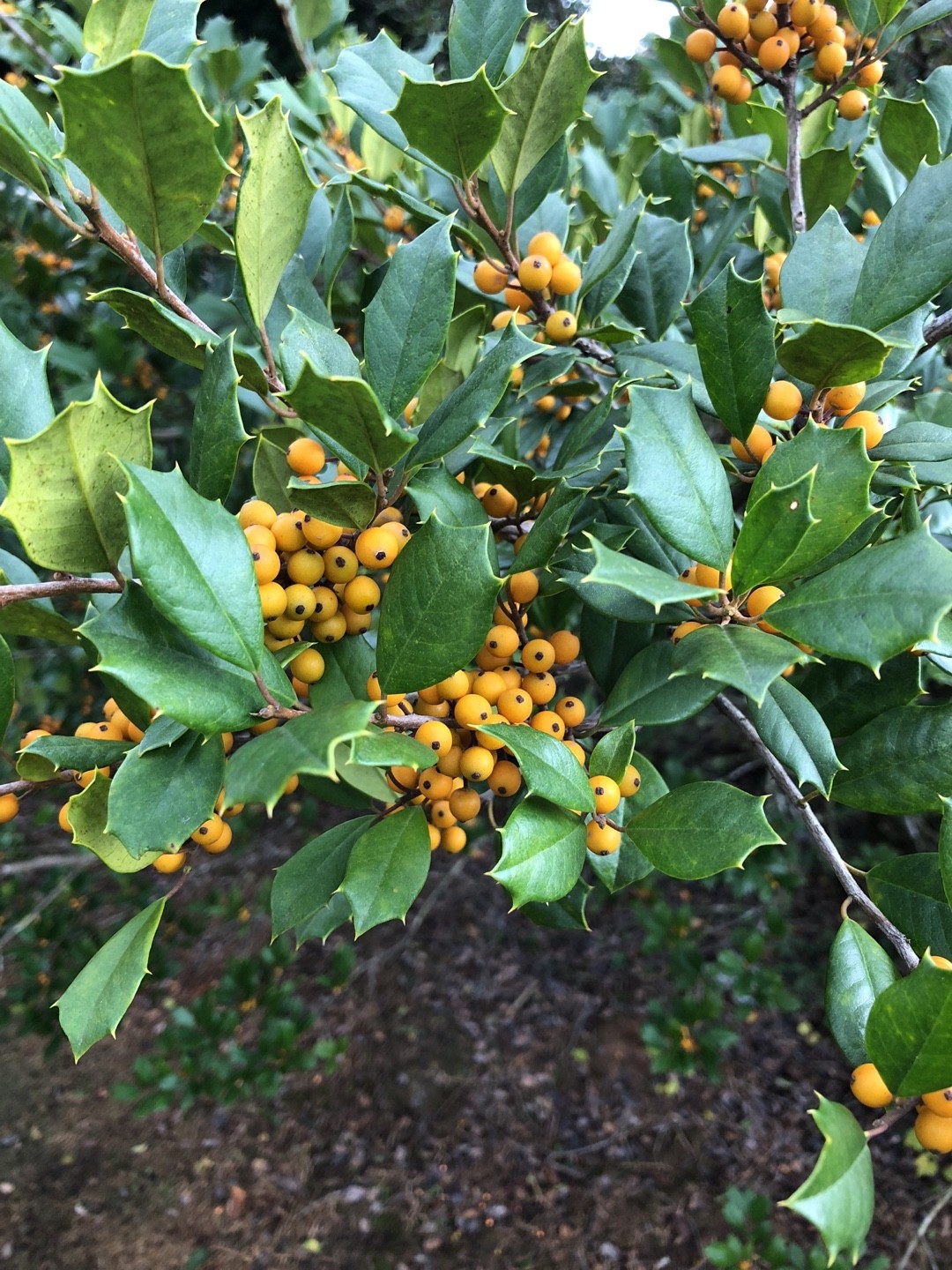 Ilex aquifolium 'Pyramidalis Fructu Luteo' (Ilex aquifolium ...
