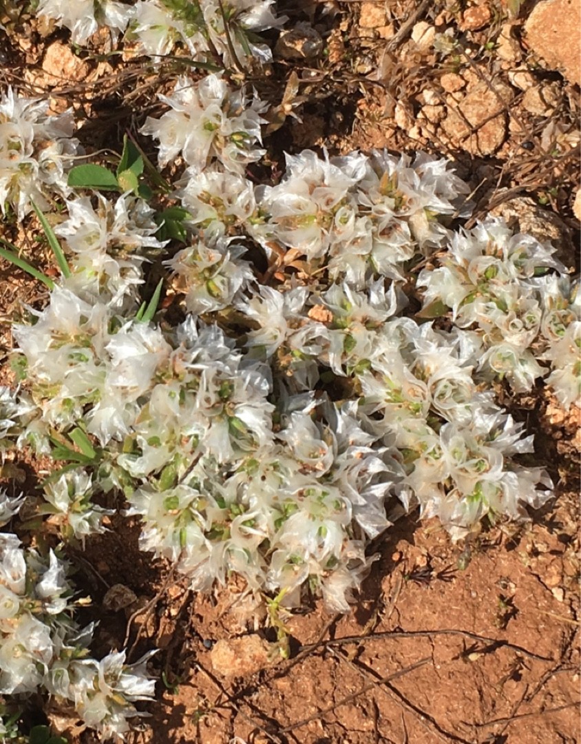 Paronychia argentea - PictureThis