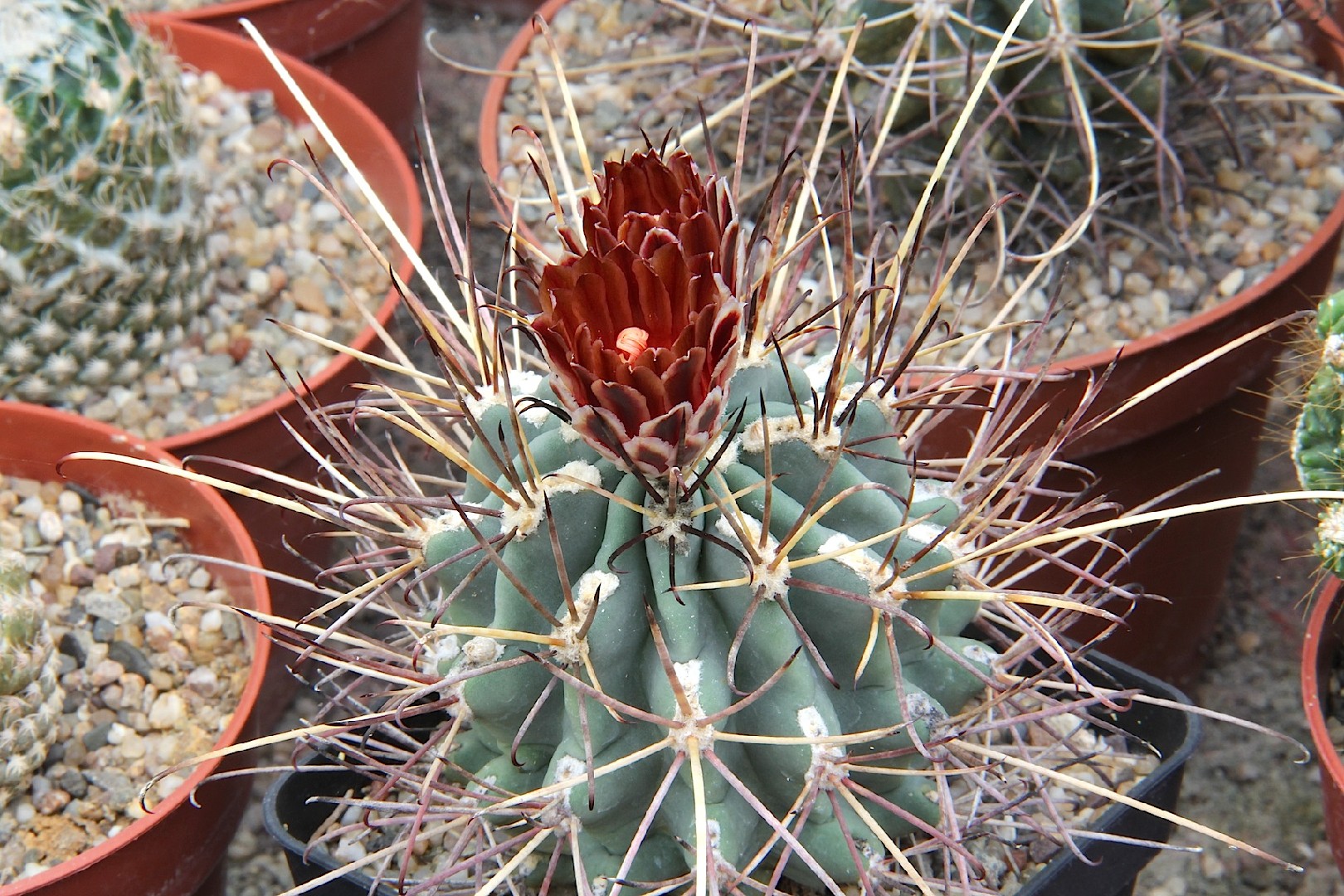Sclerocactus uncinatus - PictureThis