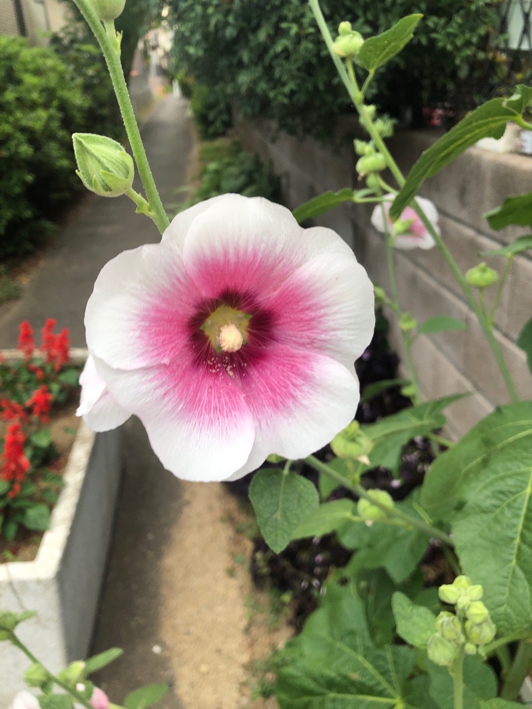 Alcea rosea 'Halo Blush' - PictureThis