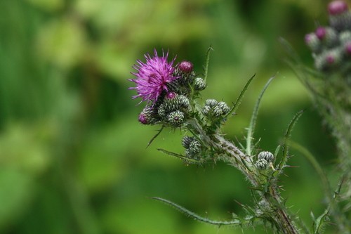 Cirsium palustre - PictureThis