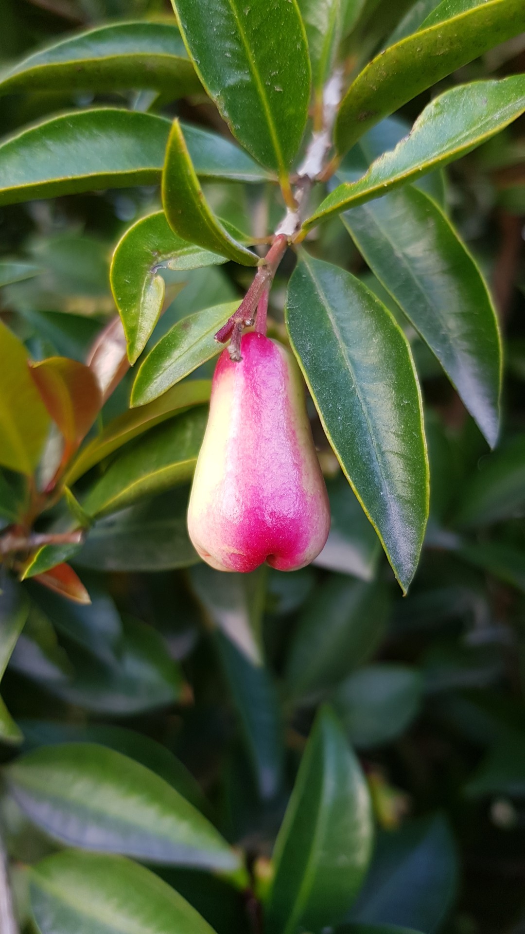 ¿Dónde crece el cerezo magenta? - PictureThis