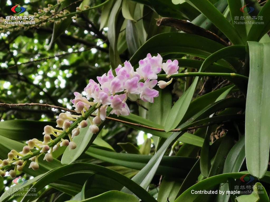 Aerides rosea - PictureThis