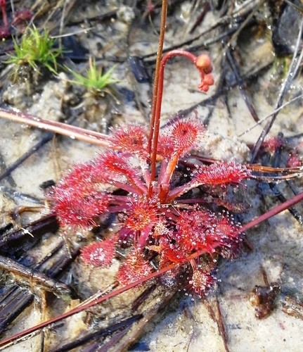Drosera capillaris - PictureThis