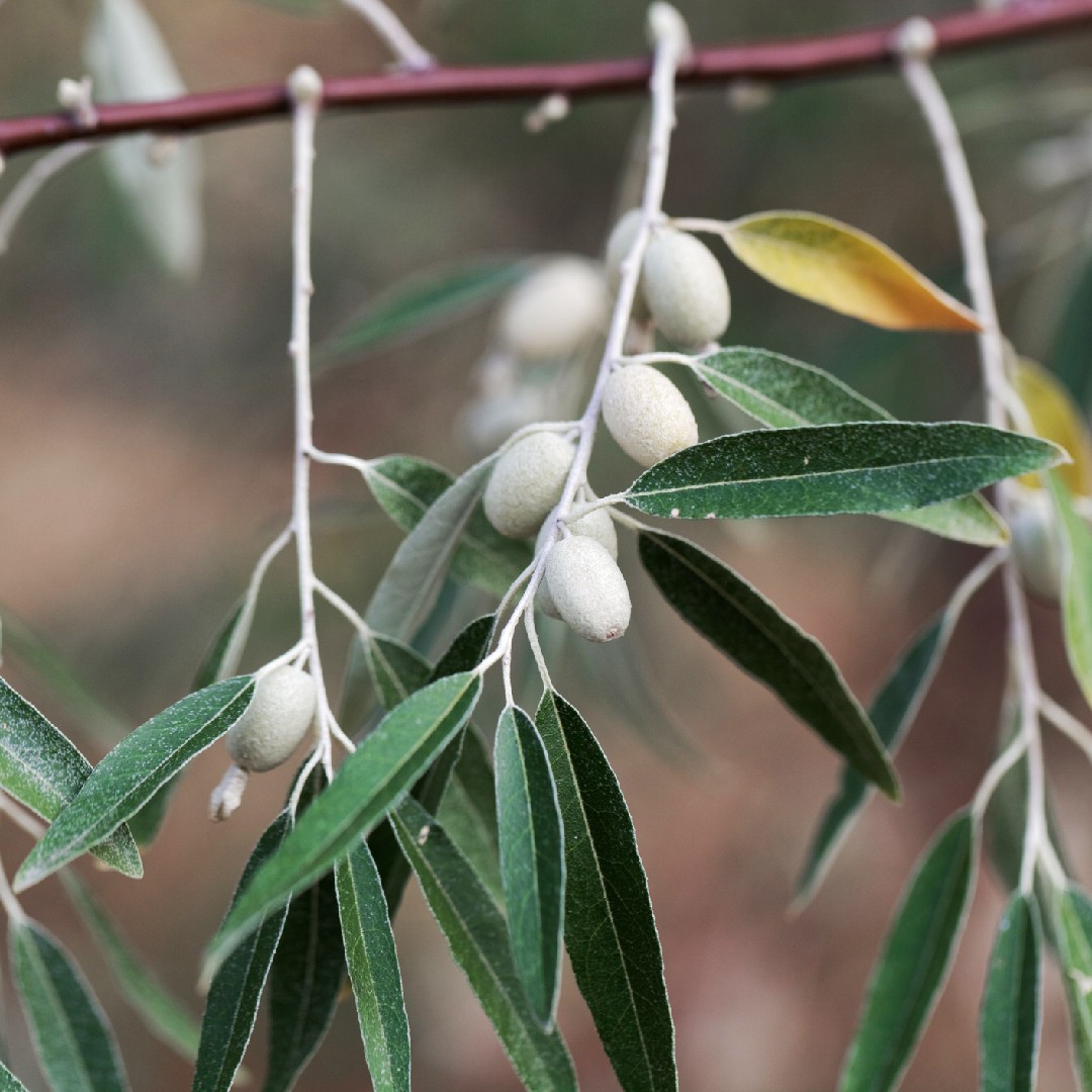 Smalbladig silverbuske (Elaeagnus angustifolia) - PictureThis