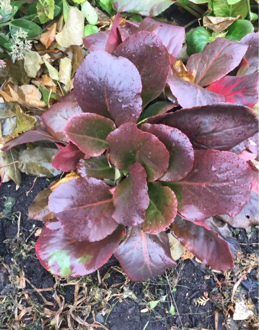Bergenia × smithii 'Spring Fling' - PictureThis