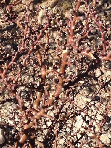 Jatropha cuneata - PictureThis