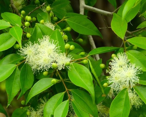 Psidium sartorianum Flower, Leaf, Care, Uses - PictureThis