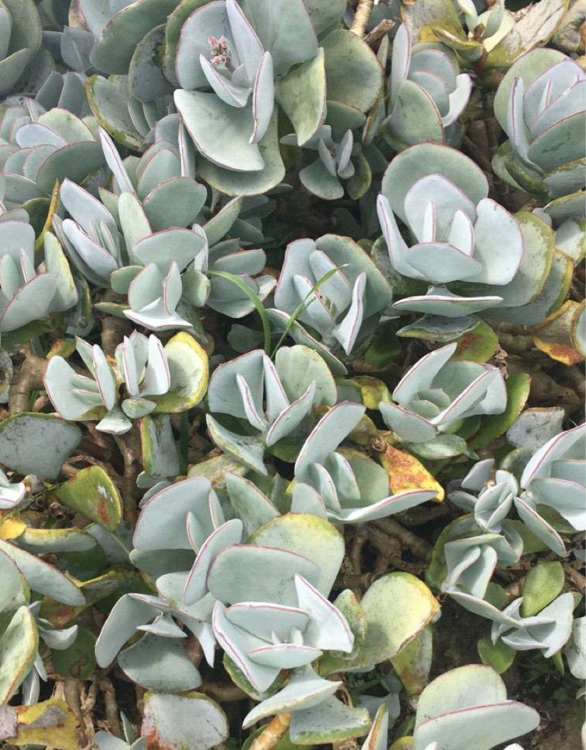 Cotyledon Macrantha