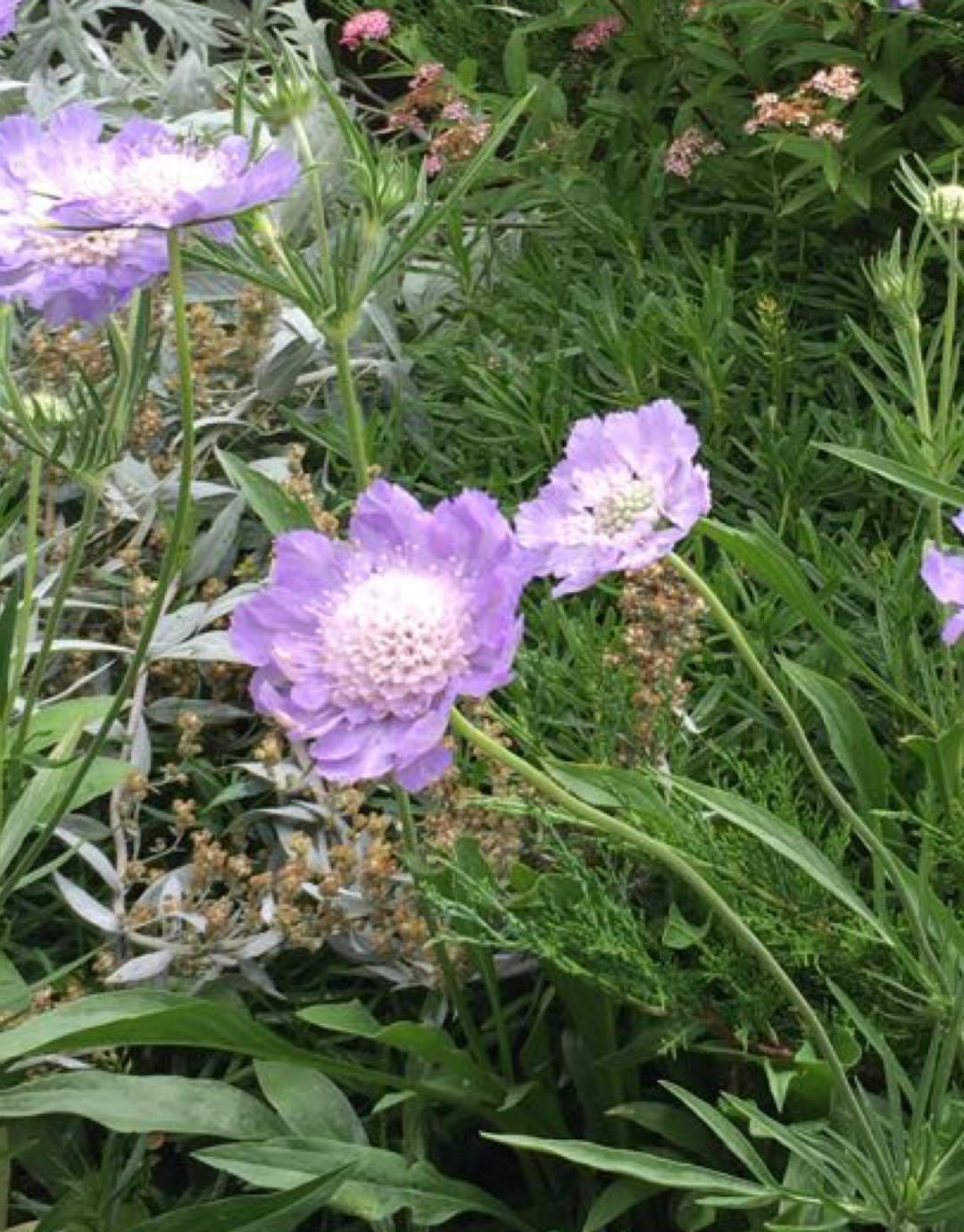 Scabiosa caucasica 'Clive Greaves' - PictureThis