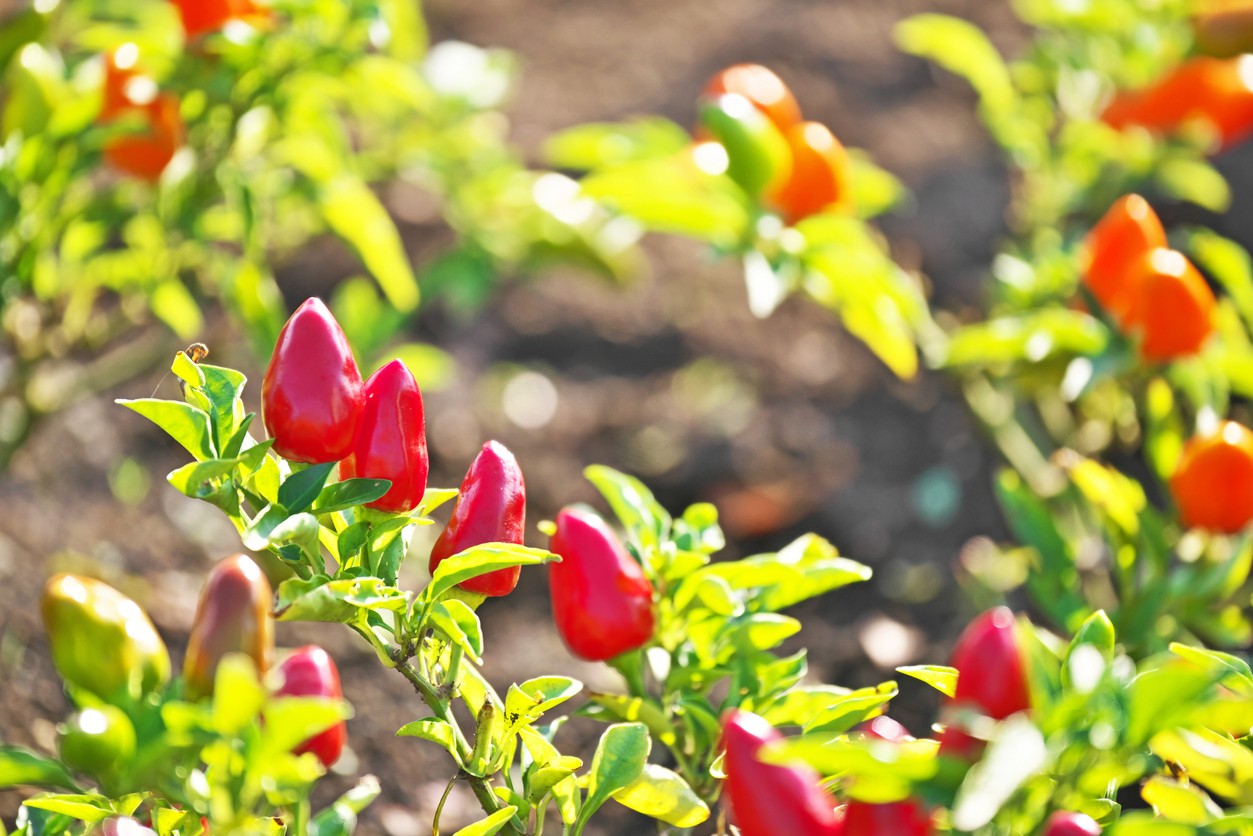 Capsicum annuum var. conoides - PictureThis