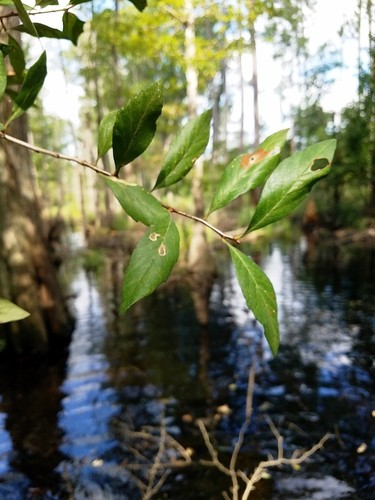 Western mayhaw (Crataegus opaca) Flower, Leaf, Uses - PictureThis