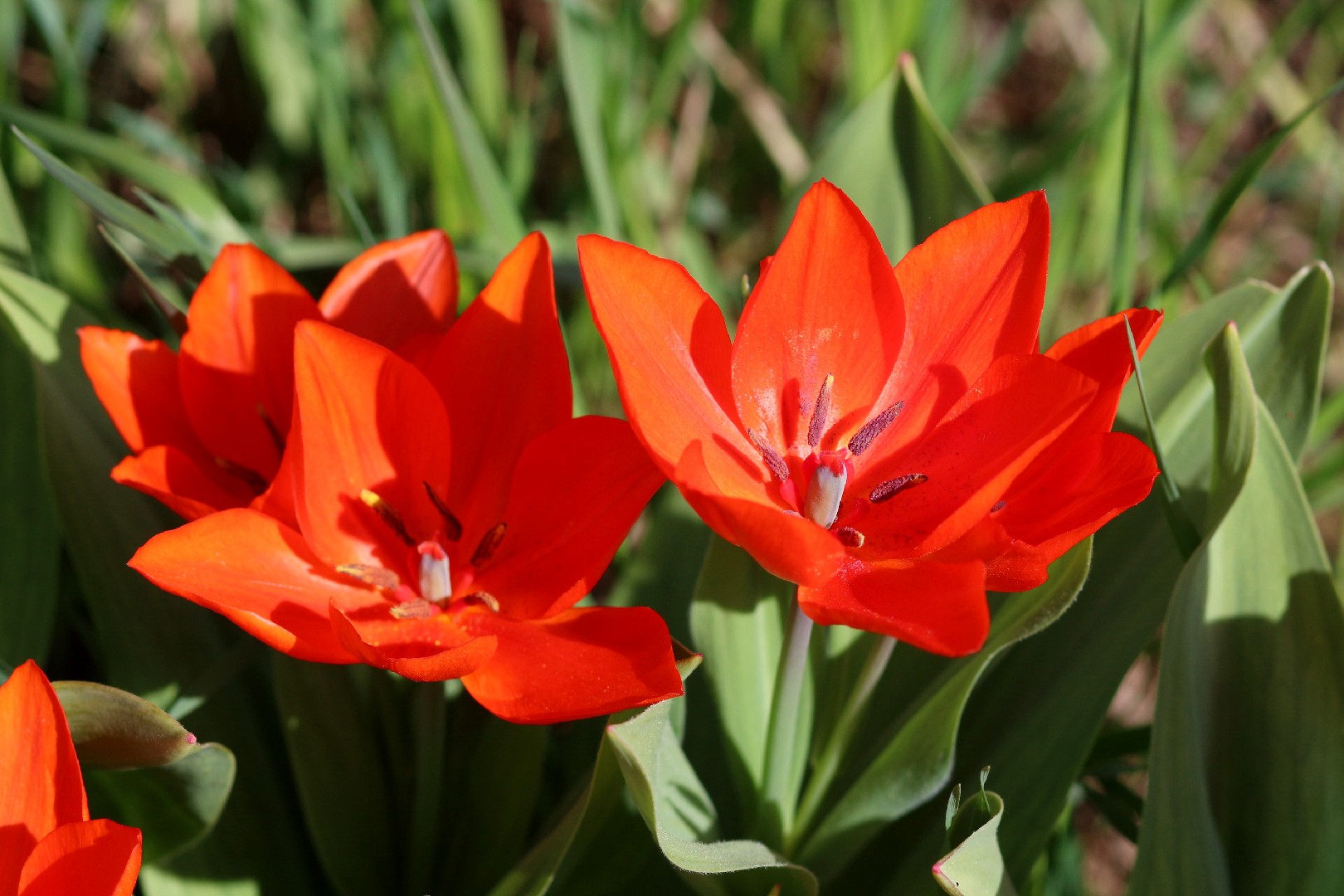 Tulipa praestans - PictureThis