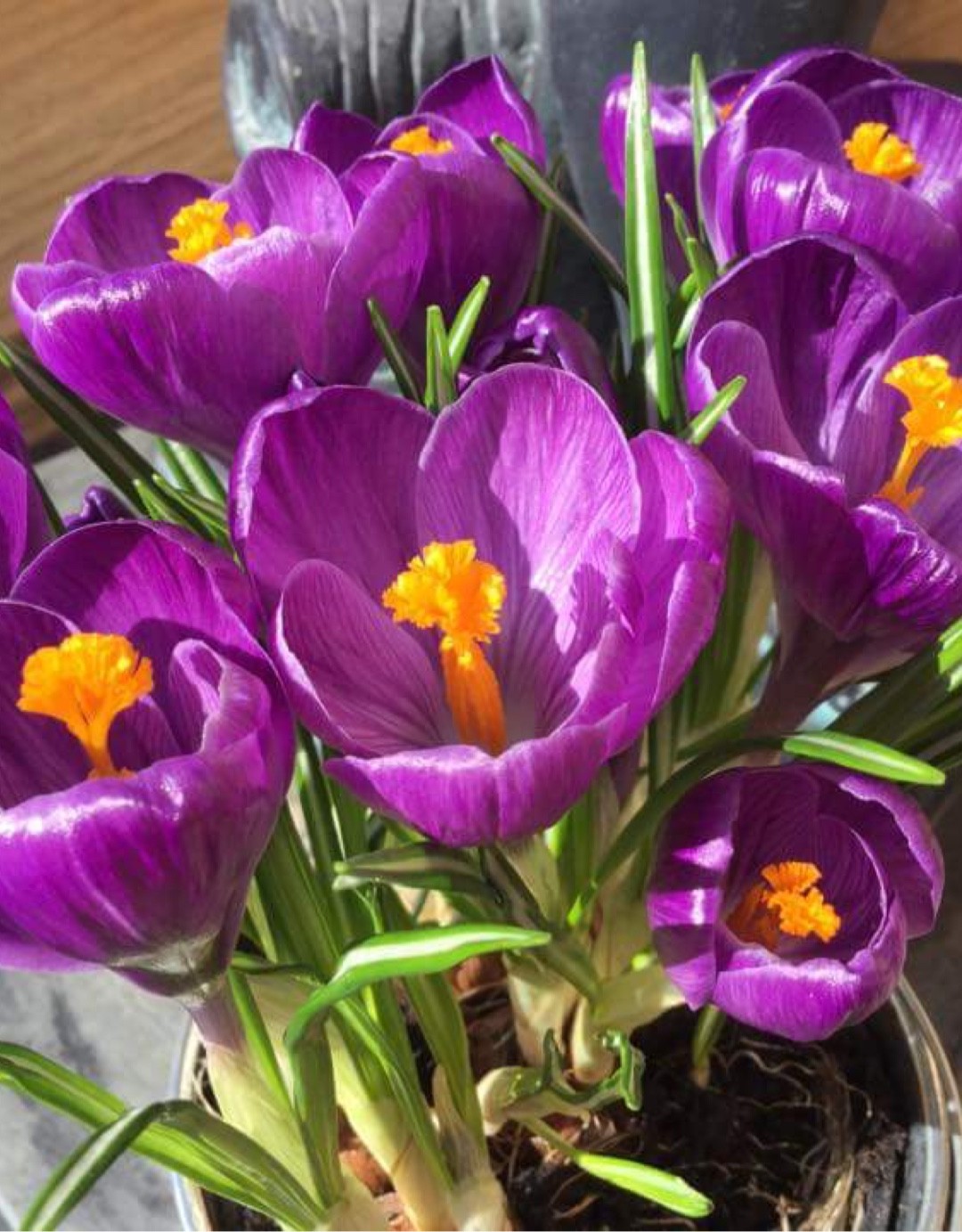 Crocus - PictureThis