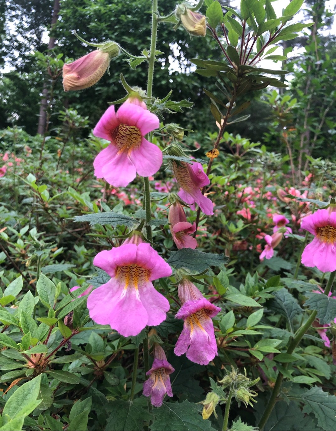 Rehmannia piasezkii - PictureThis