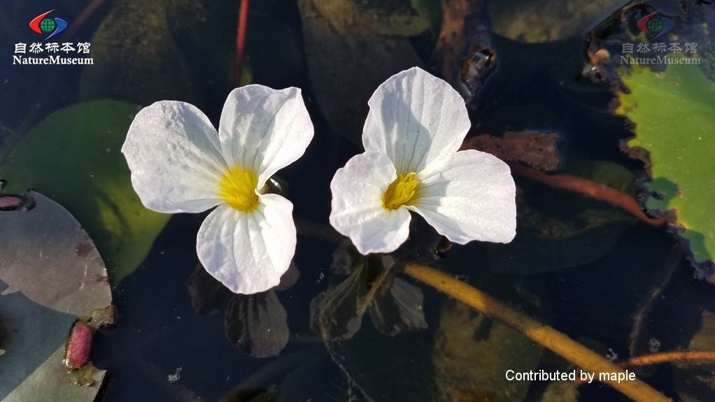 Ottelia acuminata 照顧，繁殖，開花時間 - PictureThis